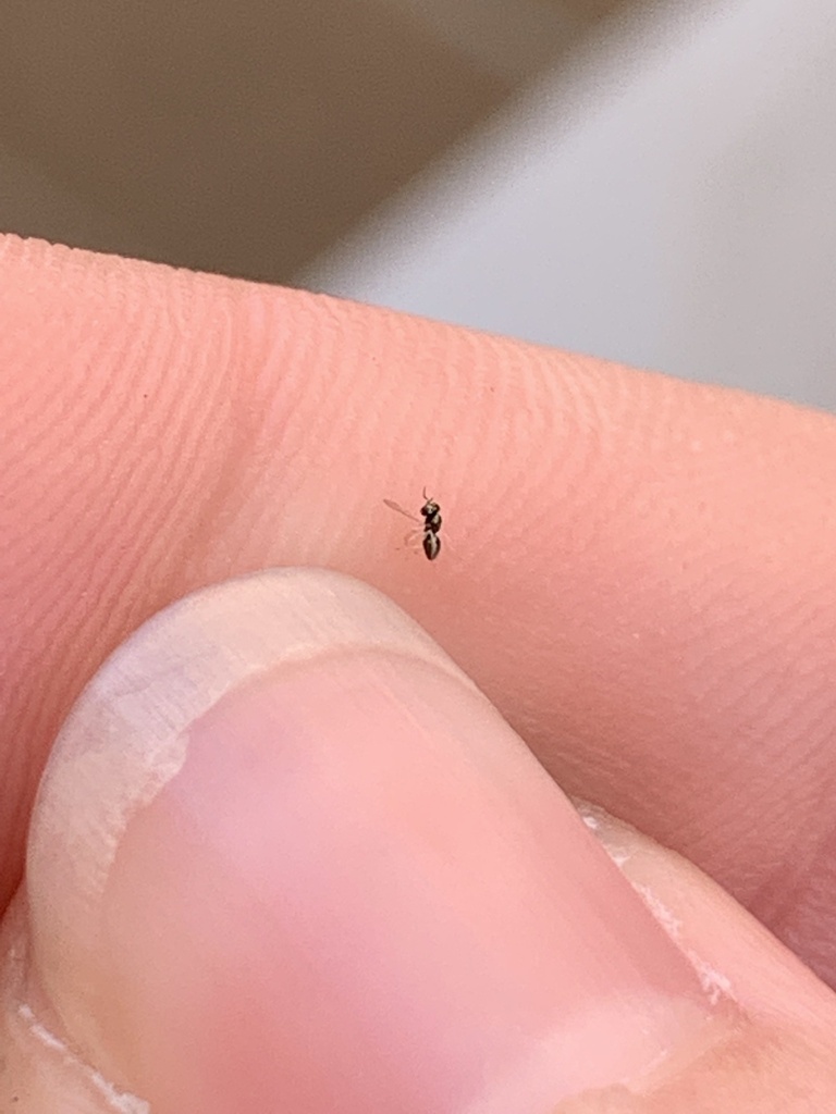 Narrow-waisted Wasps, Ants, and Bees from Lassen Ct, Chino, CA, US on ...