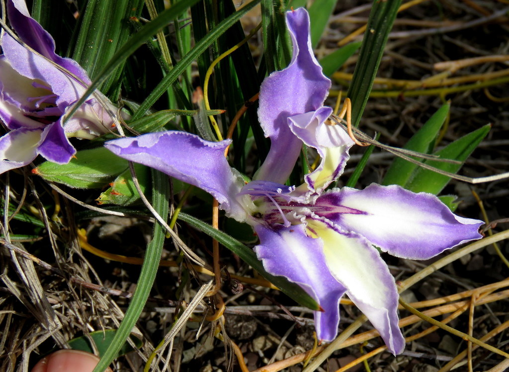 Common Bobbejaantjie (Hawequas Scout Adventure Centre) · iNaturalist