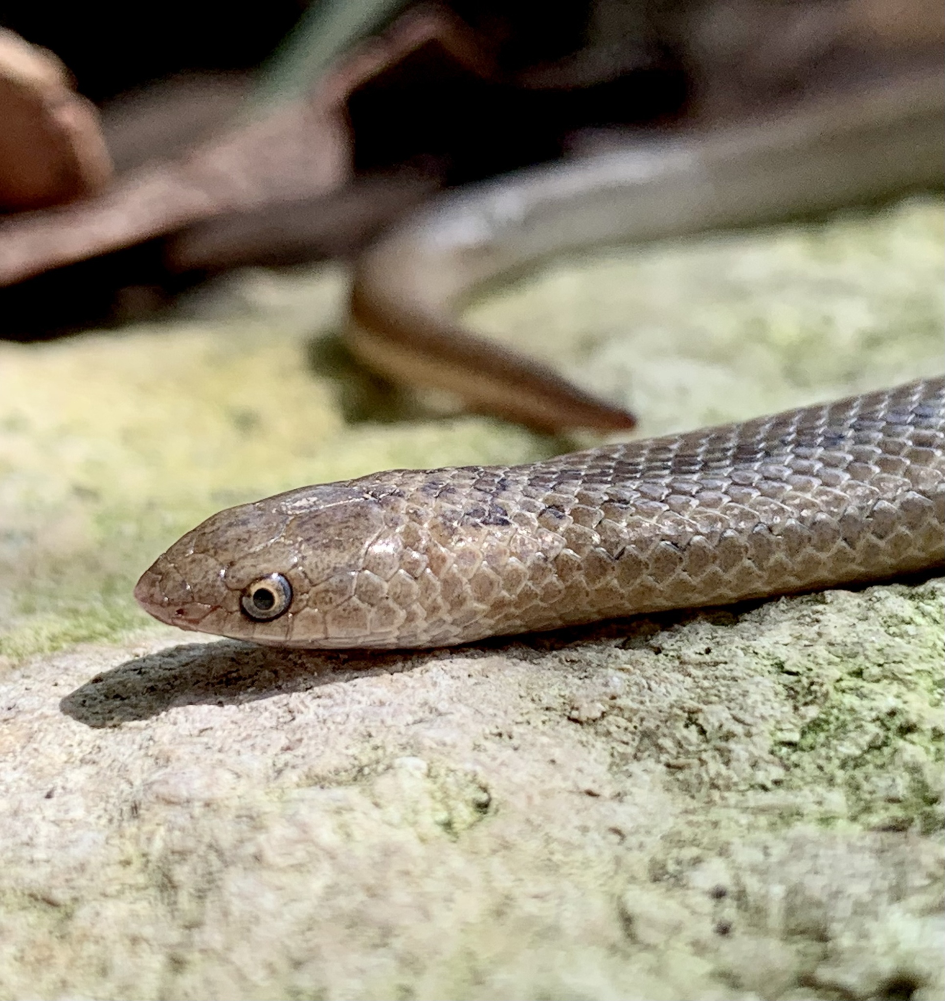 Conopsis biserialis (Taylor & Smith, 1942)