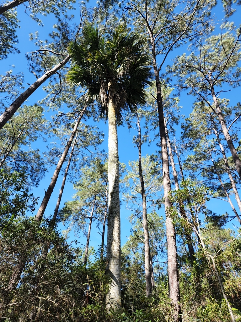Sabal domingensis from Duvergé, DO-IN, DO on September 11, 2022 at 09: ...