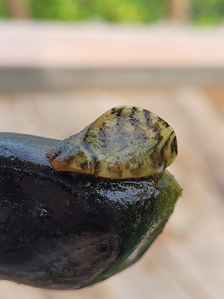 Zebra Mussel from Alexandria, MN 56308, USA on September 18, 2022 at 12 ...