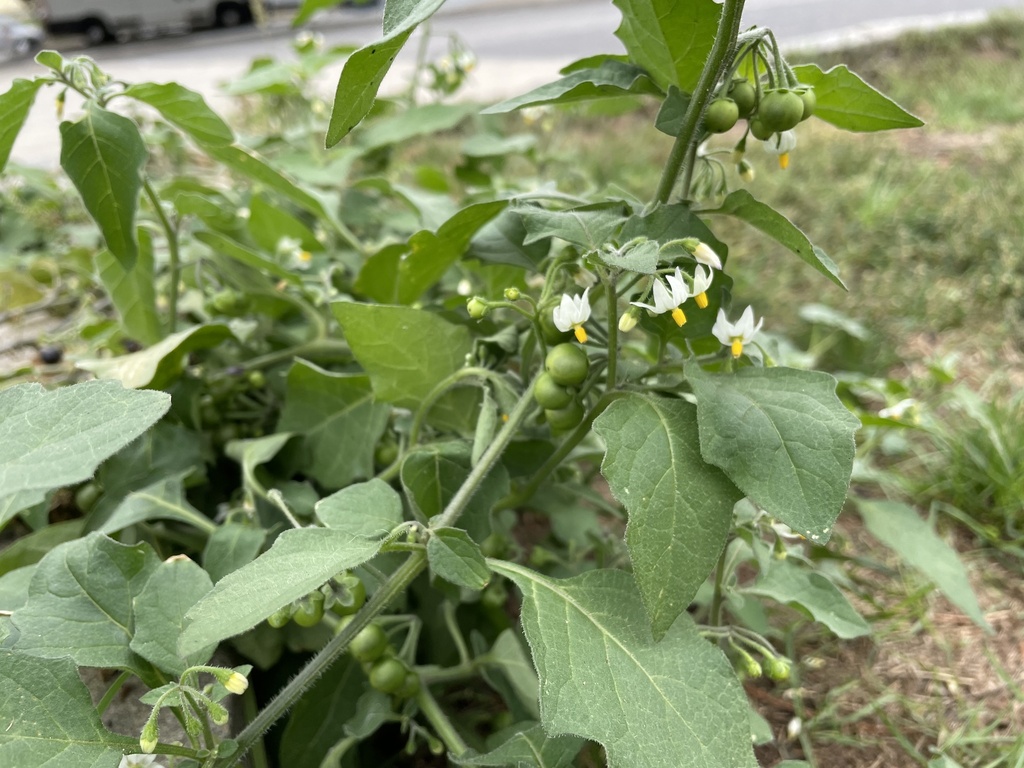 black nightshade (Solanum nigrum) - Botanical Realm