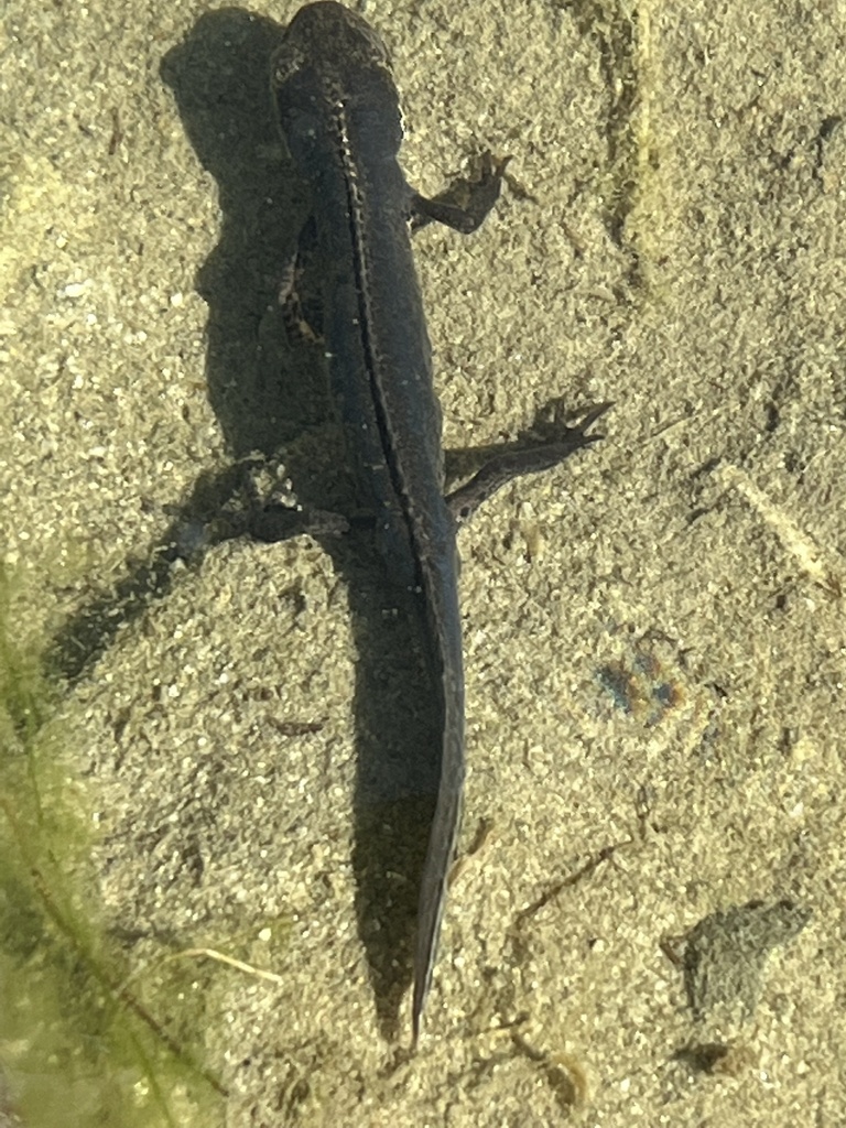 Italian Alpine Newt in September 2022 by Graham Chisholm · iNaturalist