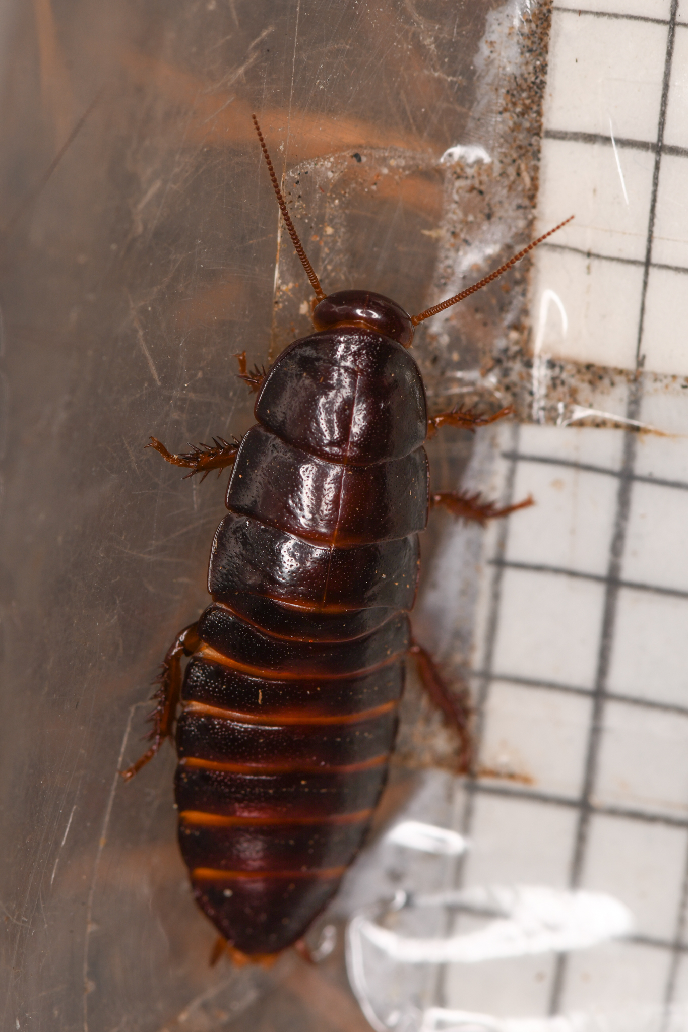 Cryptocercus clevelandi Byers, 1997