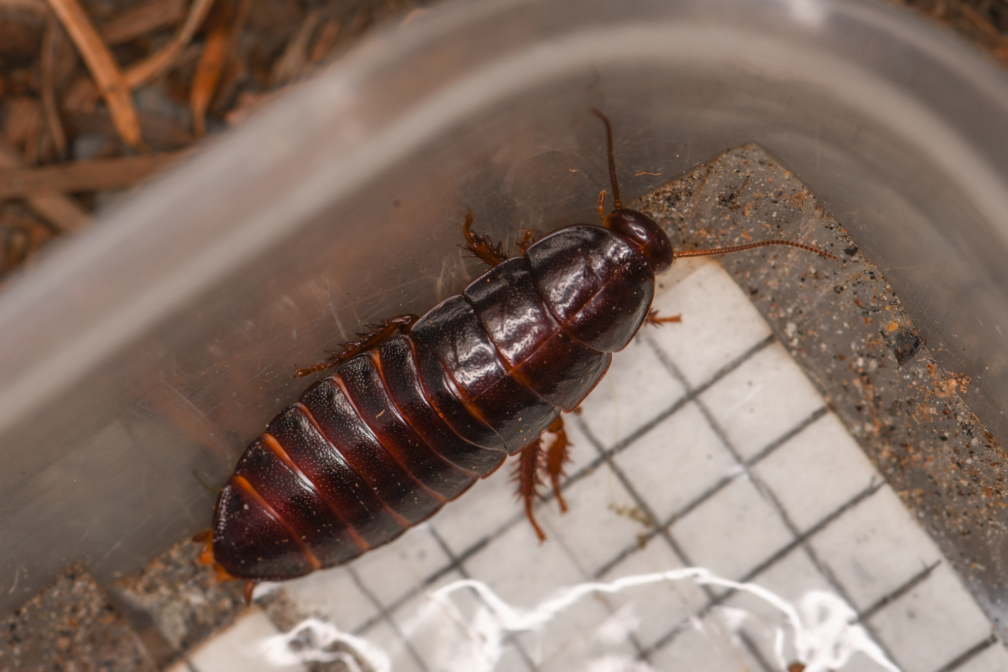 Cryptocercus clevelandi Byers, 1997