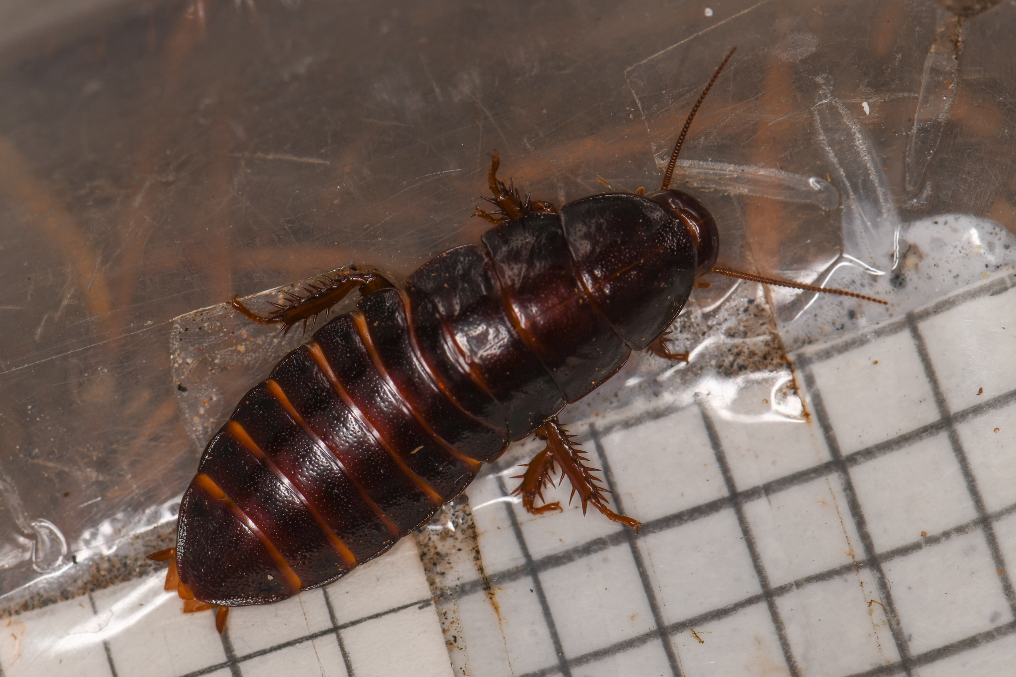 Cryptocercus clevelandi Byers, 1997