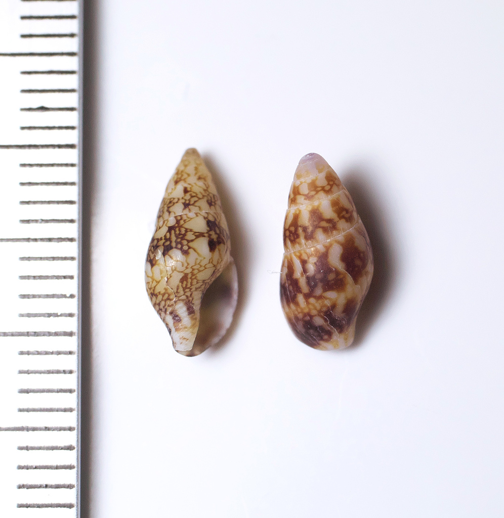 Mitrella bicincta from 日本、〒437-1622 静岡県御前崎市白羽 on September 16, 2022 at 02:50 PM by 空猫 T. N ...