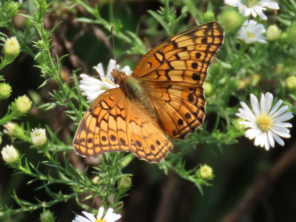 Variegated Fritillary from Campbelltown, PA 17078, USA on September 18 ...
