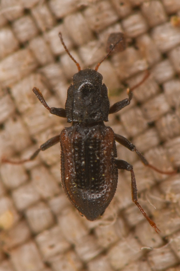 Microcylloepus pusillus from Gasquet, CA 95543, USA on September 17 ...