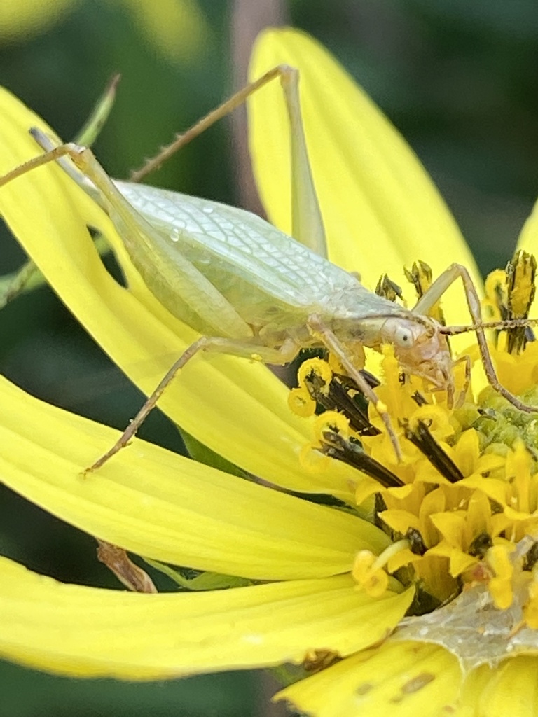 Common Tree Crickets from US-2, Marshfield, VT, US on September 18 ...