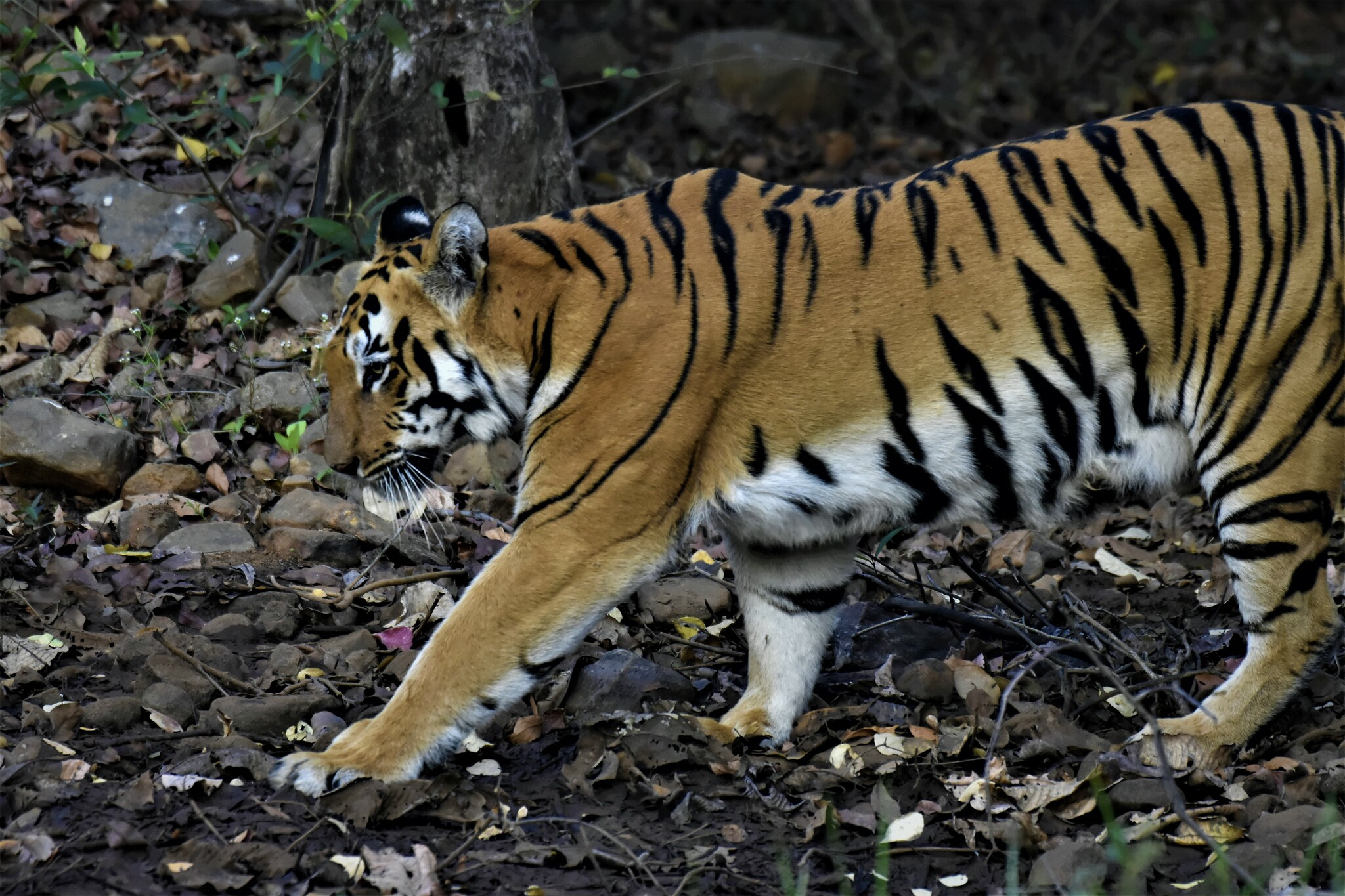 Panthera tigris (Linnaeus, 1758)