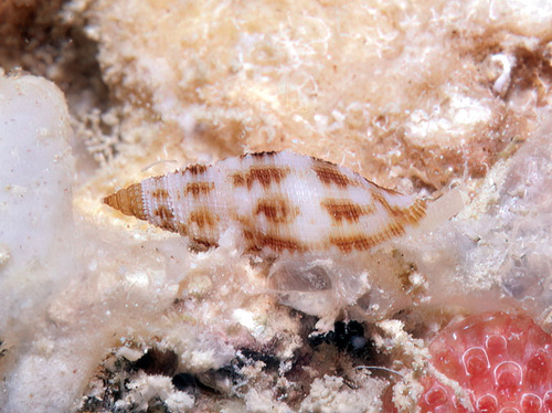 Daphnella ornata · iNaturalist
