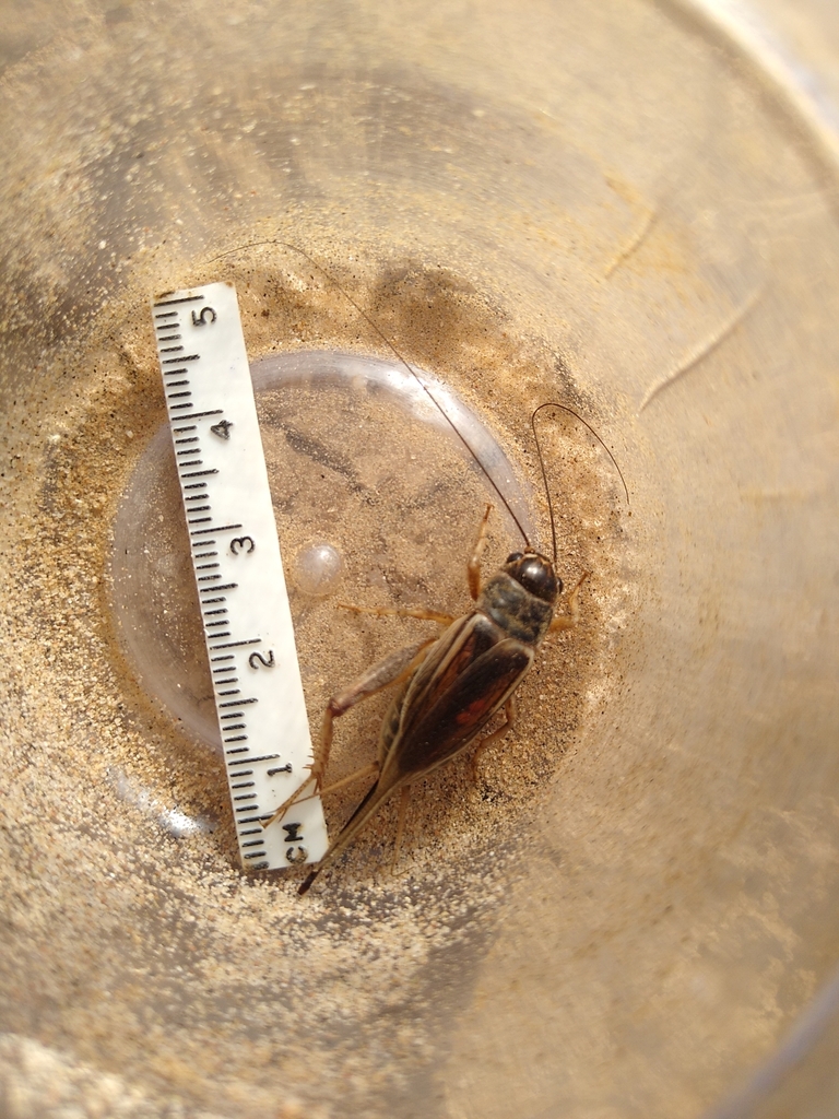 stutter-trilling cricket from Yuma County, AZ, USA on September 18 ...