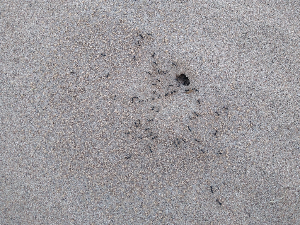 Veromessor pergandei from Tacna, AZ 85352, USA on September 18, 2022 at ...