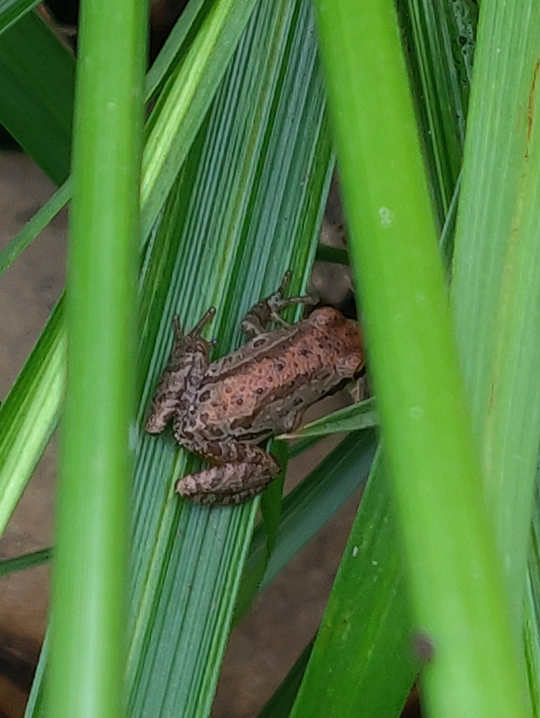 Baja California Tree Frog from La Mesa, CA 91942, USA on September 17 ...
