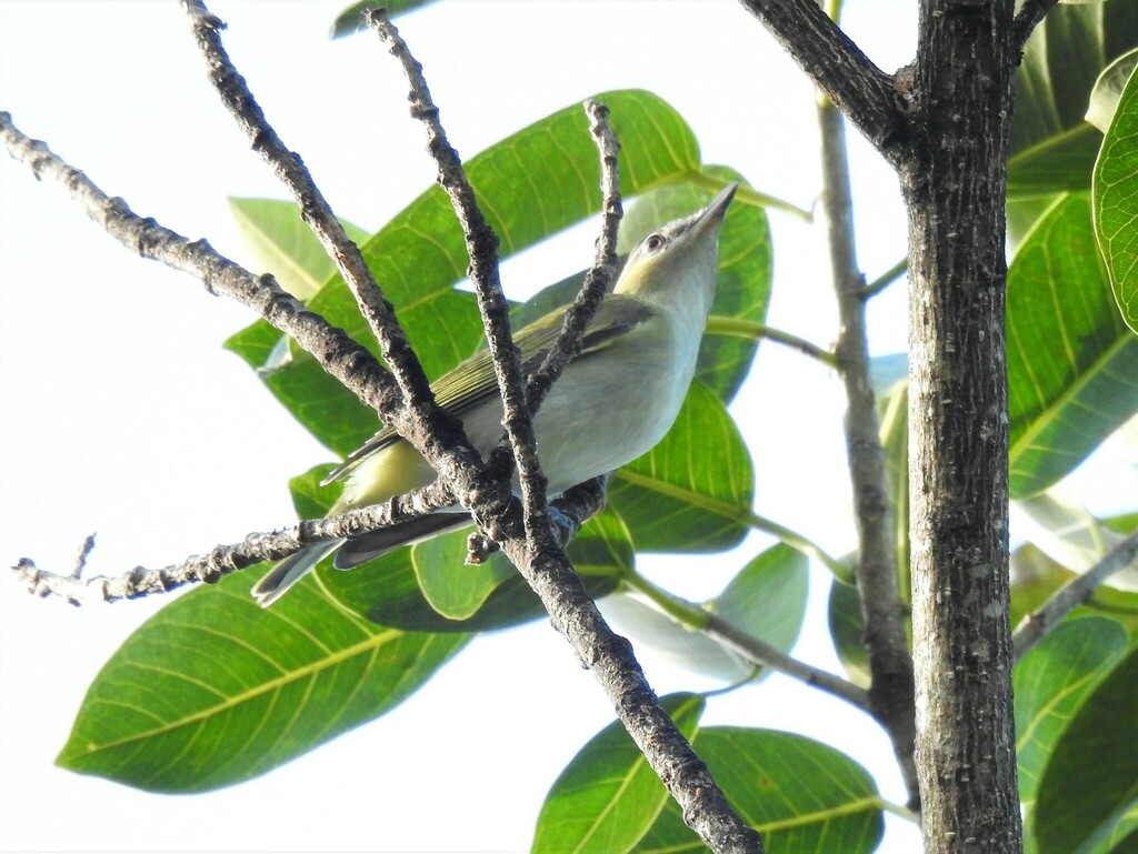Red-eyed Vireo from Arthur R. Marshall Loxahatchee Wildlife Refuge ...