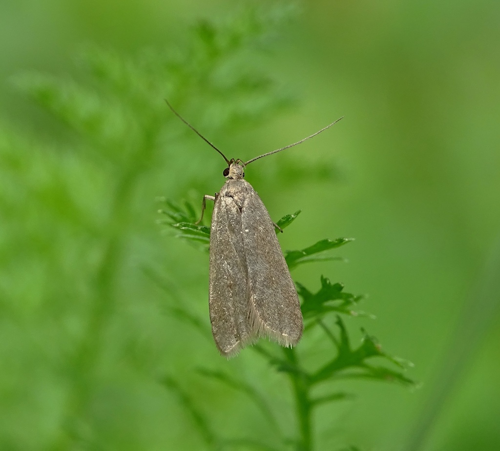 ash-coloured crest from Allerheiligen bei Wildon, Österreich on ...