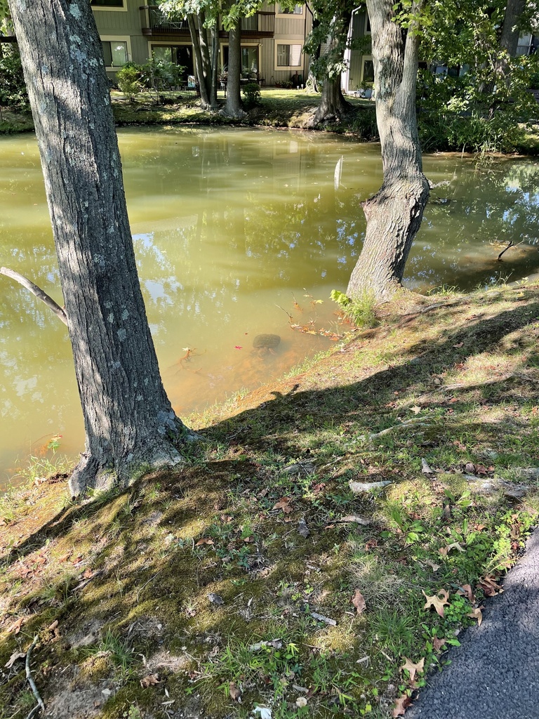 Common Snapping Turtle from Perimeter Ln, Maple Shade, NJ, US on ...