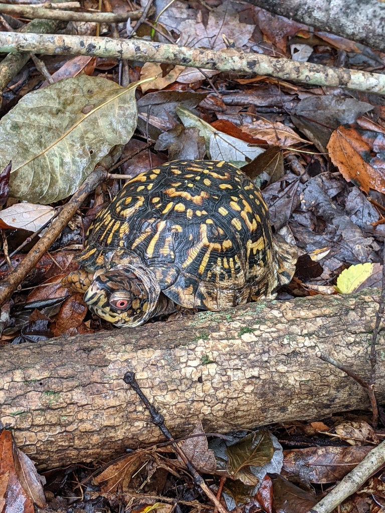 Common Box Turtle in September 2022 by vwmp1 · iNaturalist