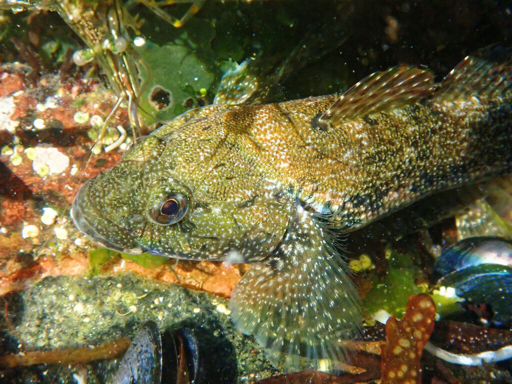 Giant Goby (Gobius cobitis) - Marine Life Identification