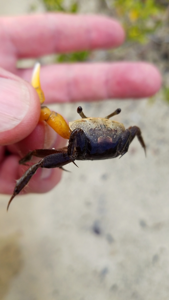 American Broad-front Fiddler Crabs from Layton, FL 33001, USA on ...