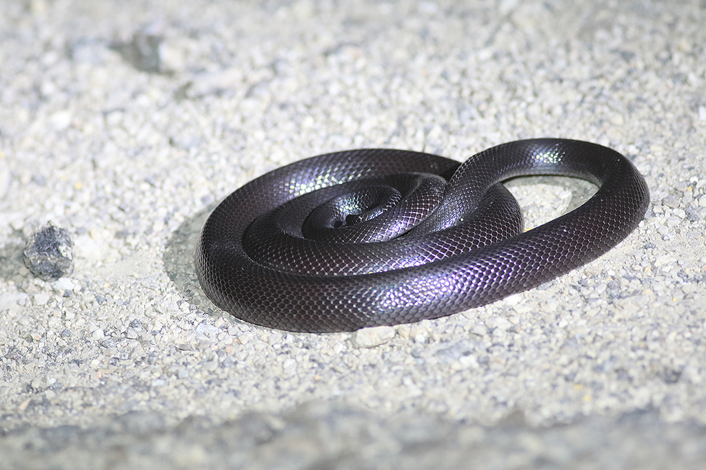Israeli Mole Viper from Be'er Sheva, Israel on May 25, 2019 at 09:32 PM ...