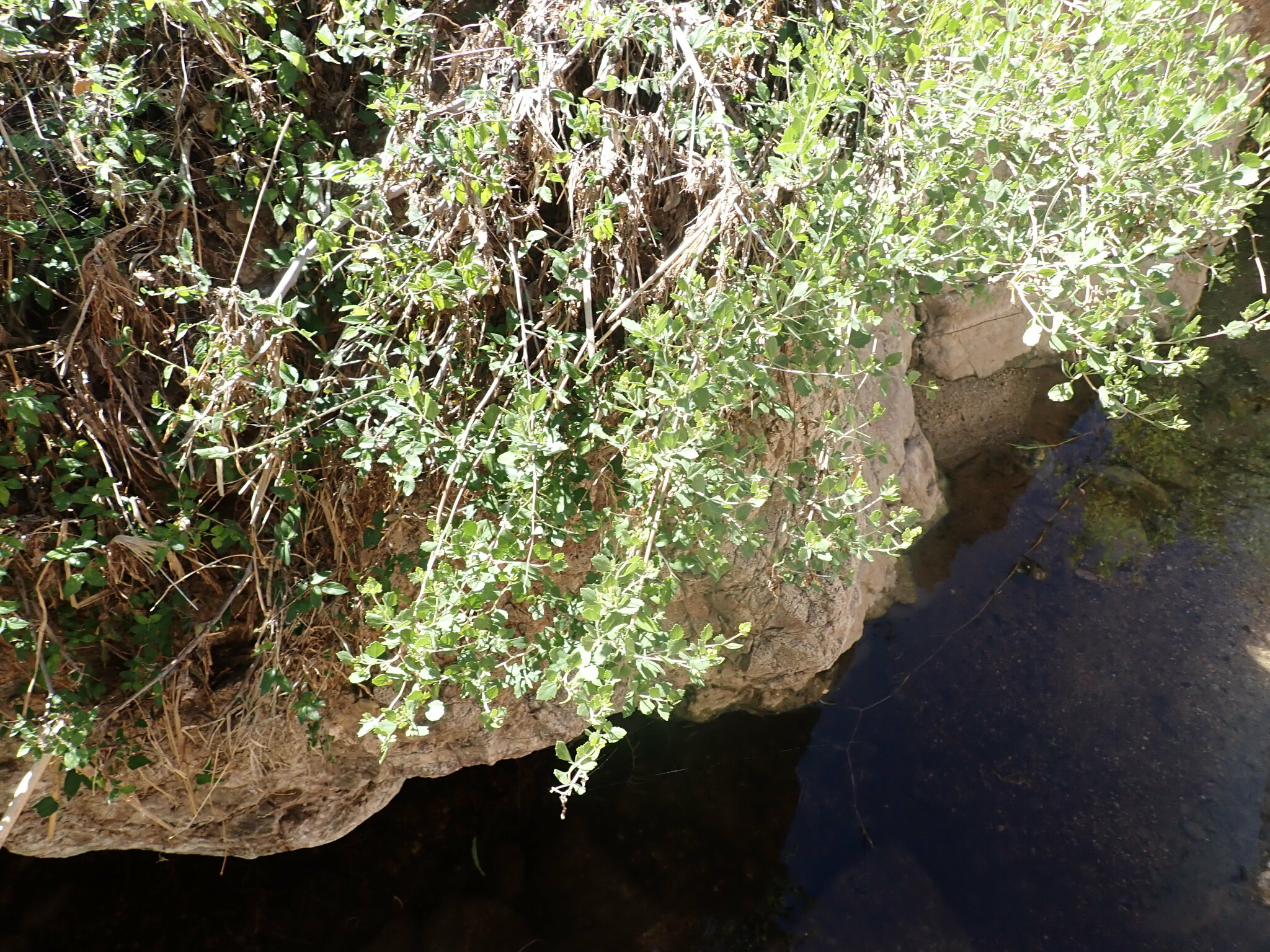 Brickellia baccharidea A.Gray
