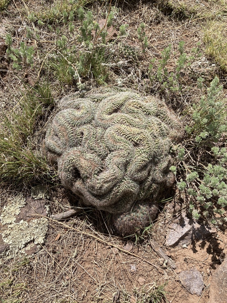 Mountain Ball Cactus in July 2022 by Chris · iNaturalist