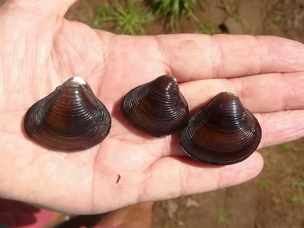 Asian Clam (Rabensburg River Refuge) · iNaturalist