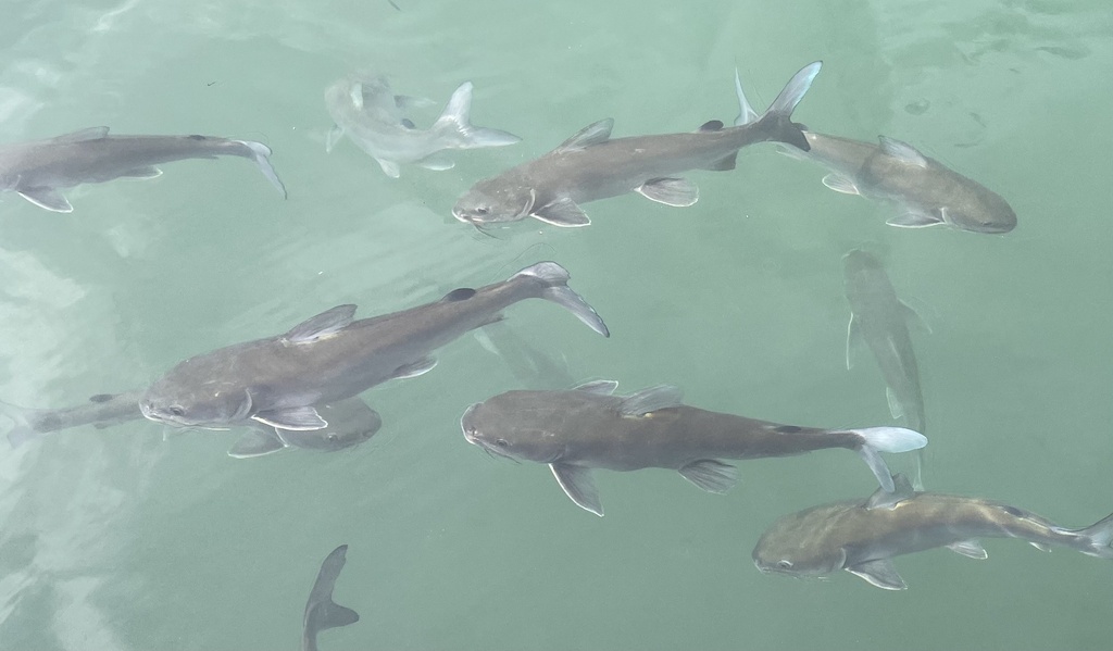Hardhead Catfish from Loxahatchee River, Jupiter, FL, US on September ...