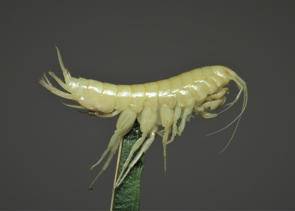 Niphargus from Topolje, Hrvatska on September 08, 2022 by Ivica Pakrac ...