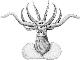 Sulco Promachoteuthis Top 10 Creepy Creatures Of The Deep