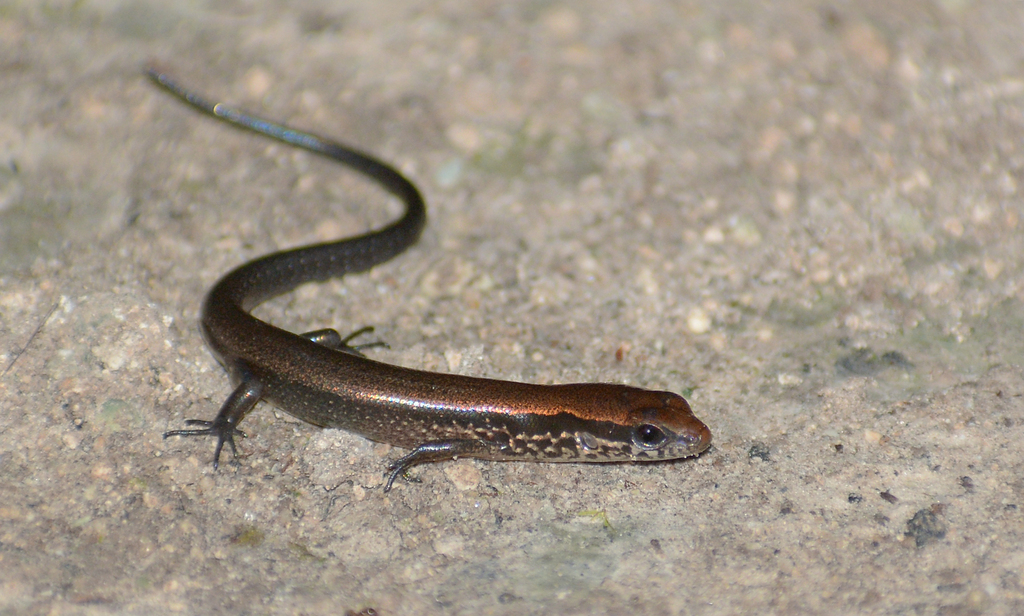 Brown Forest Skink from Tikal, Guatemala on September 17, 2022 at 01:54 ...