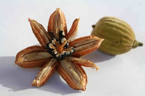 Turraea sericea · iNaturalist