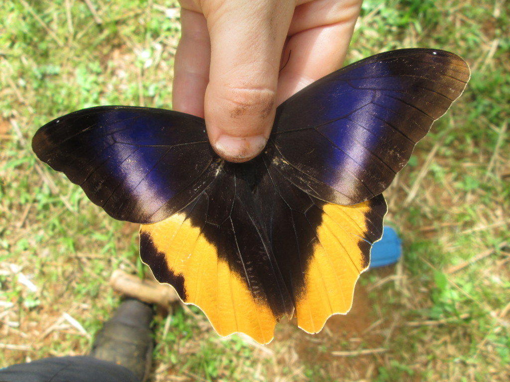 Caligo atreus dionysos (Lepidoptera of Bijagual) · iNaturalist