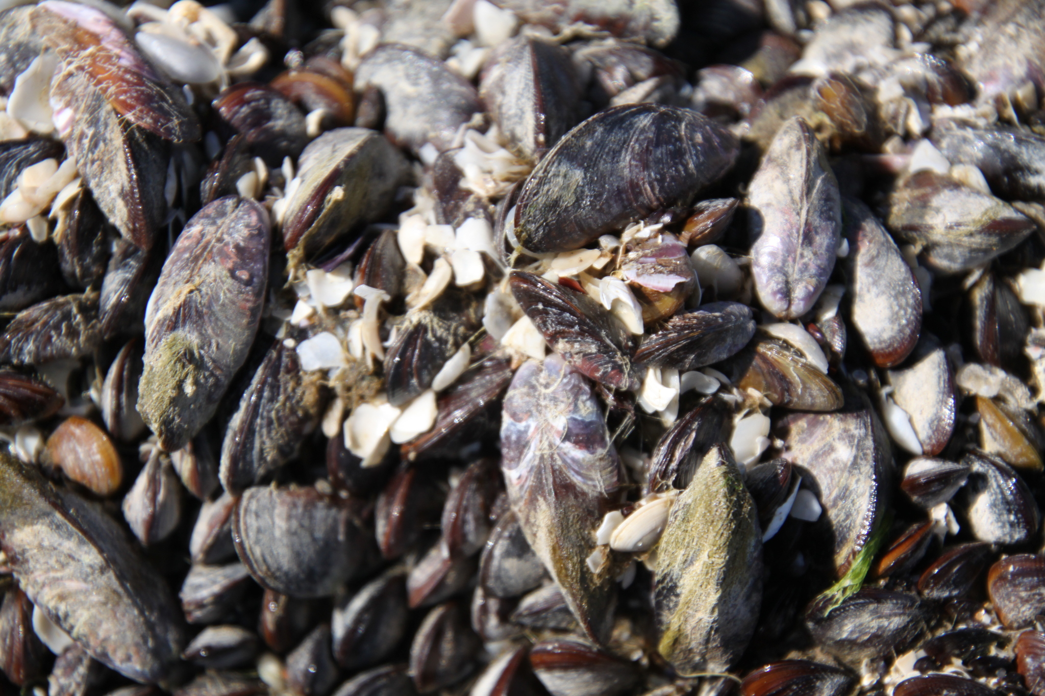 Brachidontes rodriguezii (d'Orbigny, 1842)