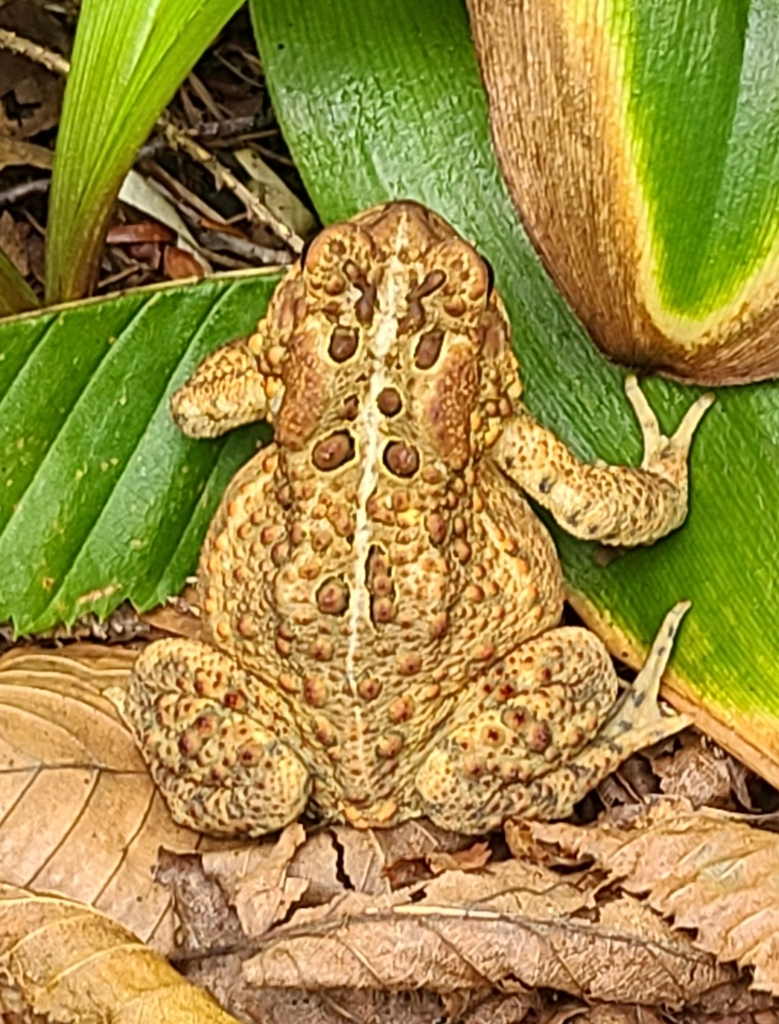 American Toad from Calais, VT 05648, USA on September 11, 2022 at 03:24 ...