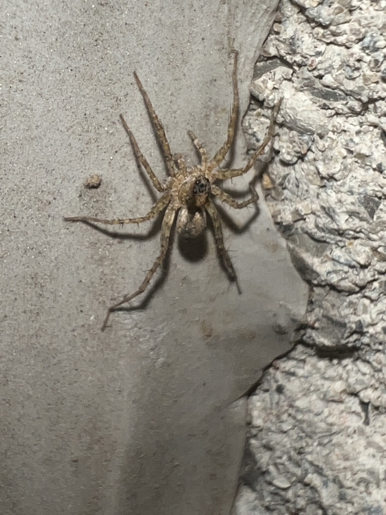 Shore Spider from SUNY College of Environmental Science and Forestry ...