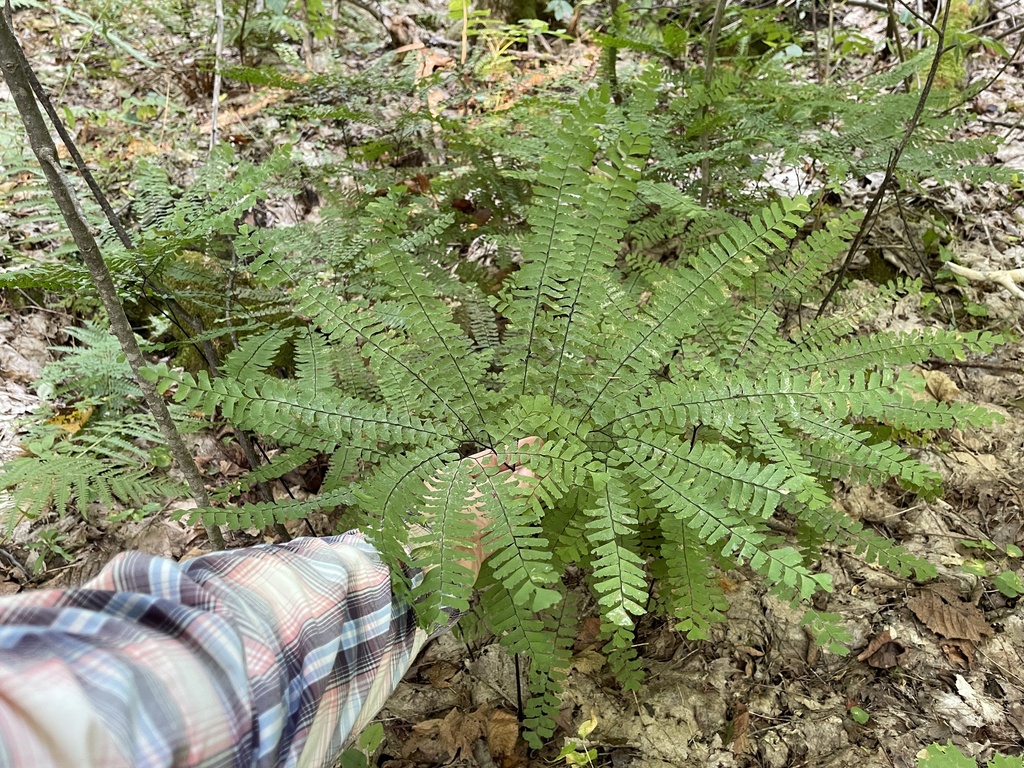 northern maidenhair fern from Bruce Trail, Neyaashiinigmiing 27, ON, CA ...