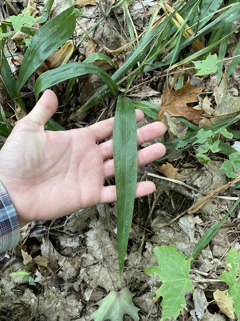 White Bear Sedge from South Bruce Peninsula, ON, CA on September 17 ...
