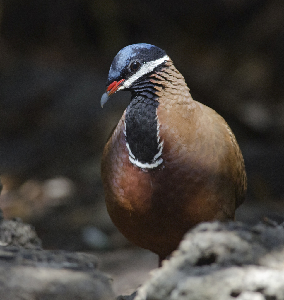 Blue-headed Quail-Dove (Starnoenas cyanocephala) - Avian Discovery