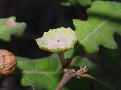 Andricus stefanii · iNaturalist