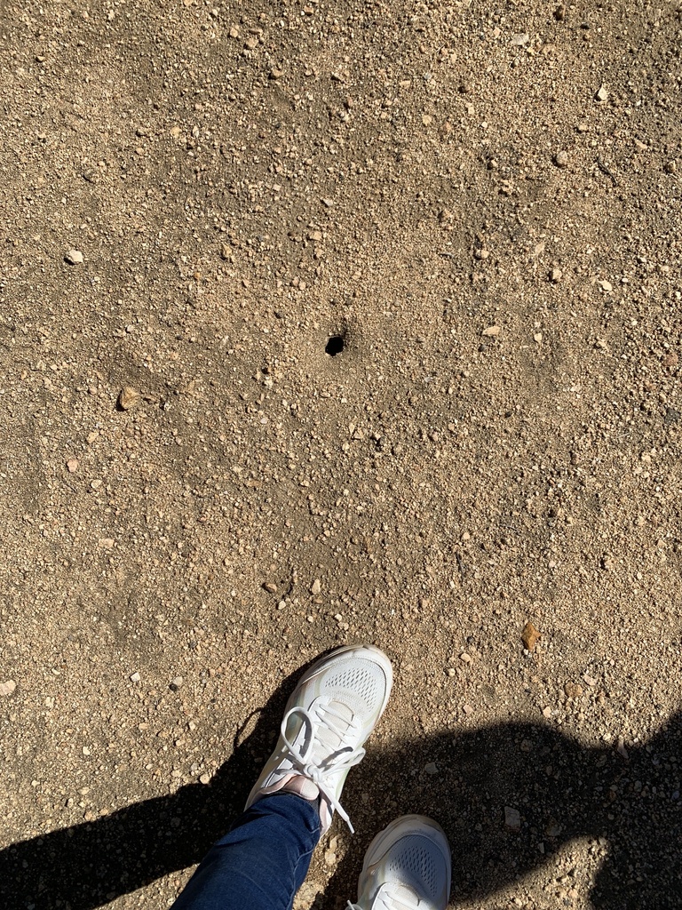 Arthropods from Joshua Tree National Park, Yucca Valley, CA, US on ...