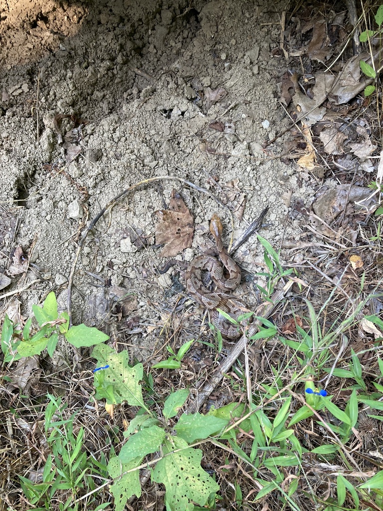 Eastern Copperhead in September 2022 by scoutday · iNaturalist