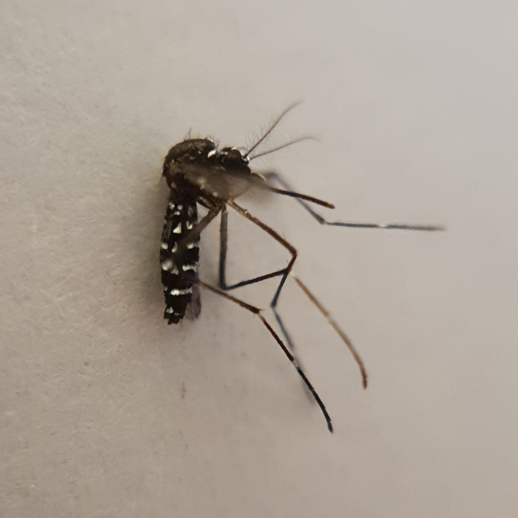 Asian Tiger Mosquito in September 2022 by Mehdi Chetibi · iNaturalist