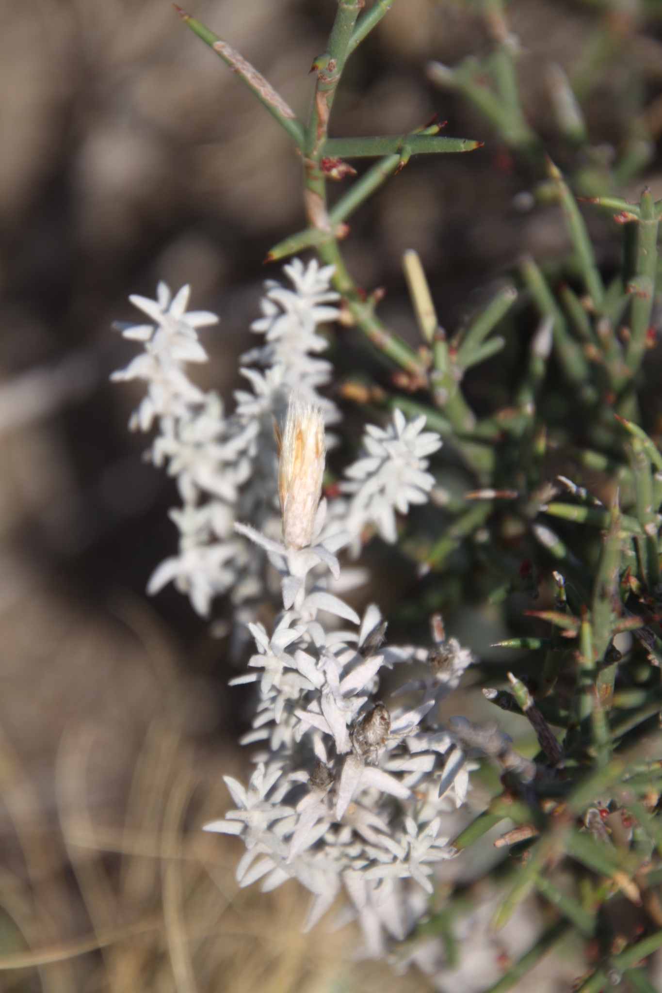 Lucilia acutifolia (Poir.) Cass.