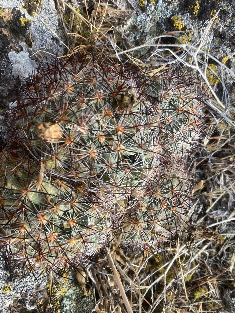 Mountain Ball Cactus in September 2022 by scott2646 · iNaturalist