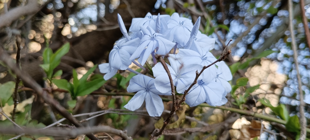 blue plumbago from University of Johannesburg Student Center - Auckland ...