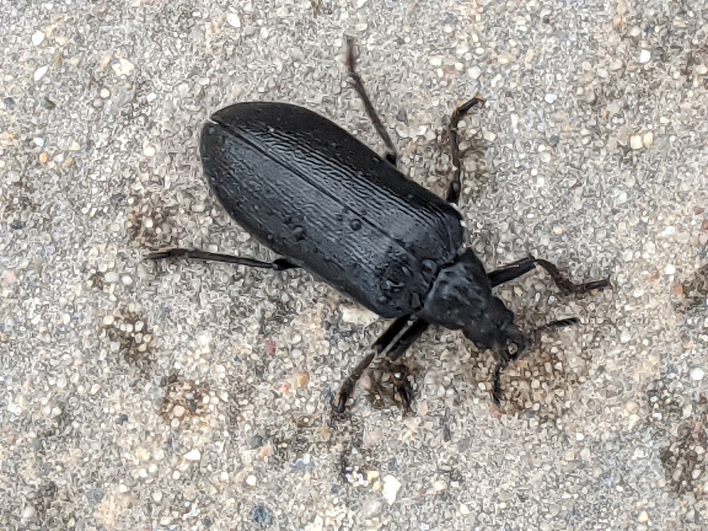 Cedar Beetle from Michigan City, IN, USA on September 18, 2022 at 09:45 ...