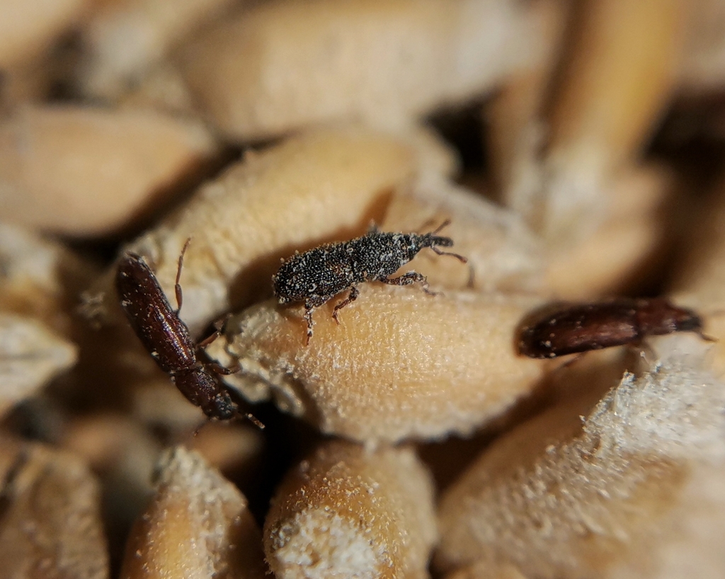 Wheat Weevil from Temuco, Araucanía, Chile on April 12, 2022 at 06:25 ...